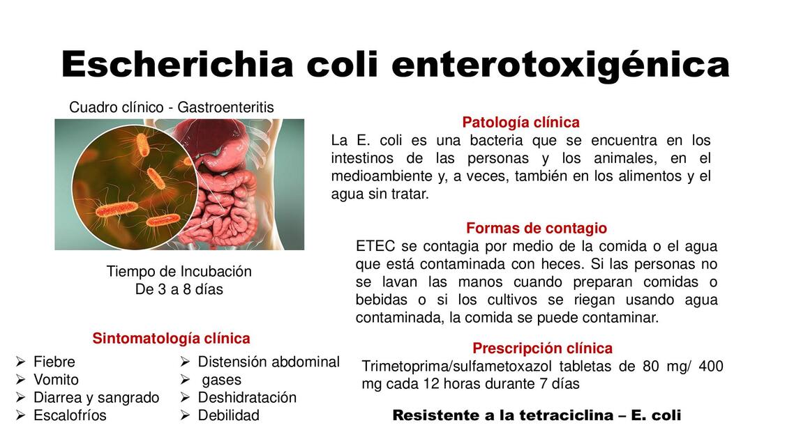 Escherichia coli enterotoxigénica | jorge daniel | uDocz