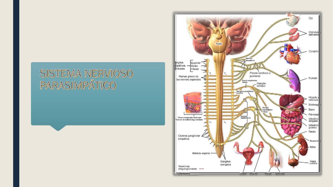 Sistema nervioso PARASIMPÁTICO | PENSAMIENTO ANATÓMICO | uDocz