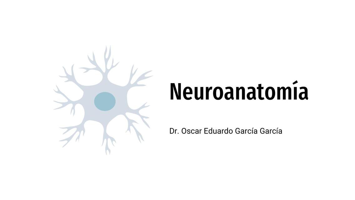 Neuroanatomía 1 | Lu | uDocz