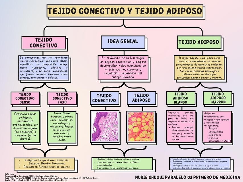 Tejido conectivo y adiposo | Nurie Chuqui | uDocz