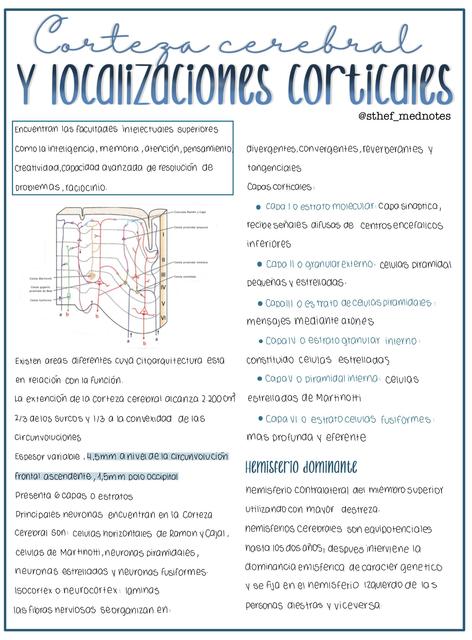 Corteza Cerebral y localizaciones Corticales | Esthefany Pérez Zambrana ...