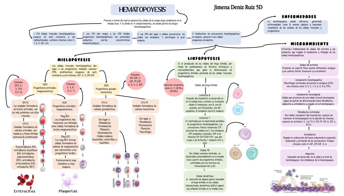 hematopoyesis | Jimena Deniz Ruiz | uDocz