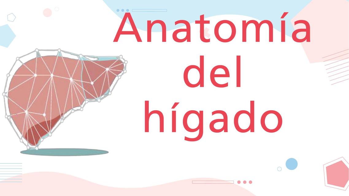 Anatomía del Higado | MED.UP | uDocz