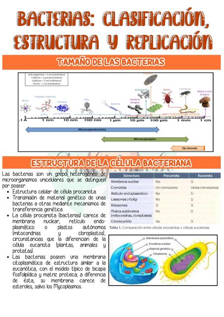 Bacterias: Clasificación, estructura y replicación | Antonella Rivadeneyra Ramirez | uDocz