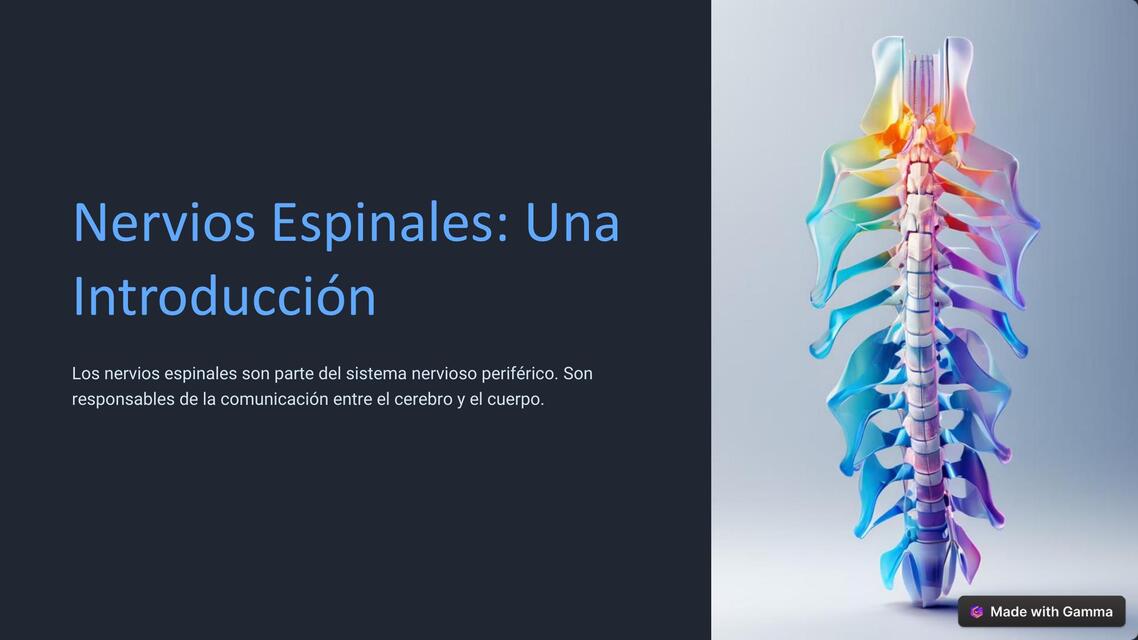 Nervios espinales : una introducción | Edilson Gimenez | uDocz
