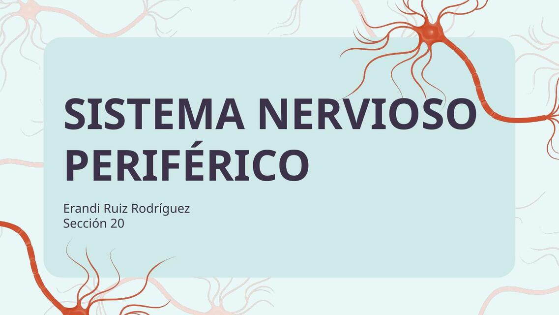Sistema nervioso periférico | Erandi Ruiz Rodriguez | uDocz