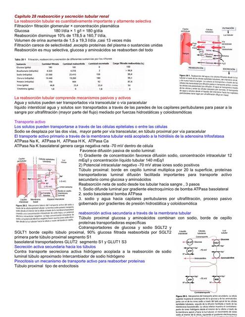 fisio cap 28 | Clara Castellón | uDocz