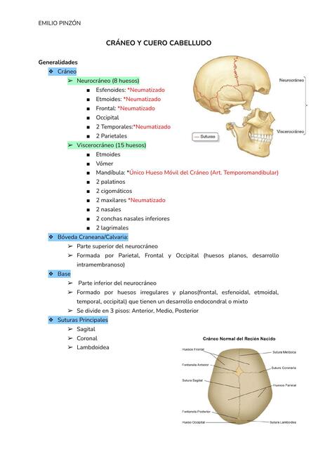 CRÁNEO Y CUERO CABELLUDO | Dayana | uDocz