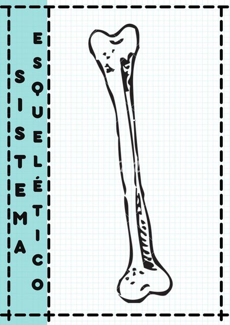 Sistema esquelético | Mar | uDocz