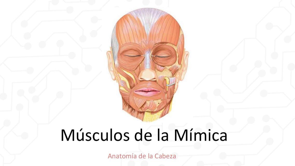 Musculos de la Mimica | karla | uDocz