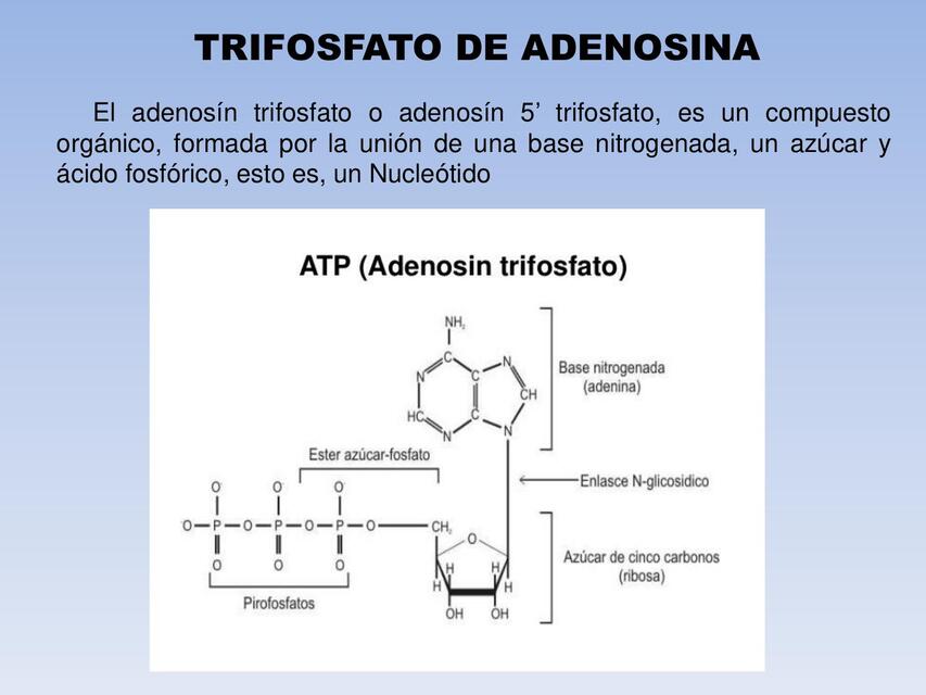 4 ATP | Vianey Zambrano | uDocz