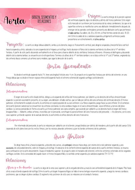 Aorta | Gabriela | uDocz