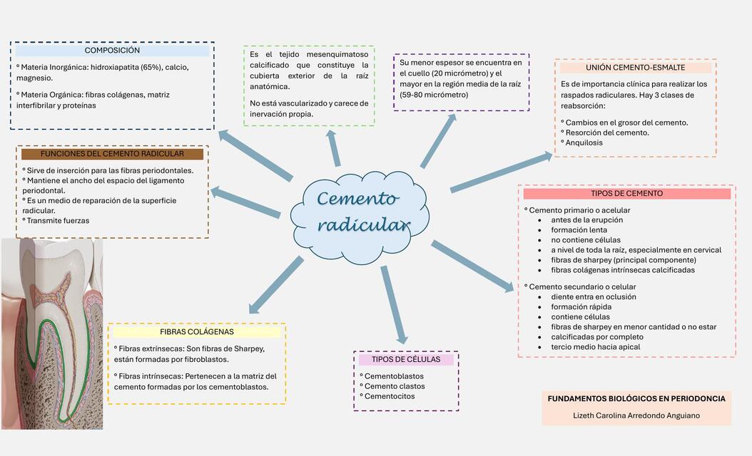CEMENTO RADICULAR | Lizeth Arredondo | uDocz