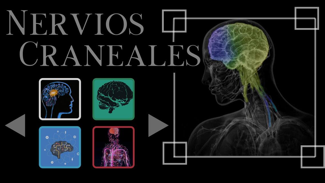 Nervios | ˚·𝑘𝑖𝑡·˚ | uDocz