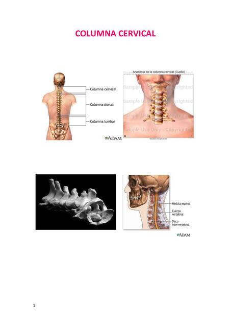 Columna Vertebral | Ainoa Guillen | uDocz