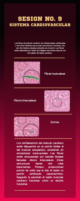 Sesión No 8 Sistema cardiovascular Diego Herrada | Diego Herrada | uDocz