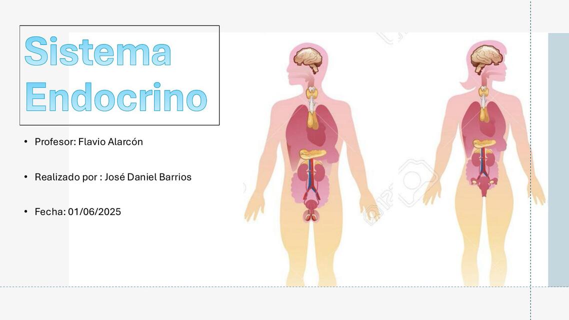 Sistema endocrino | Jose | uDocz