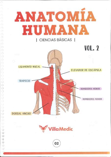 ANATOMIA HUMANA 2 CB | Brandon Paolo Chaparro Choque | uDocz