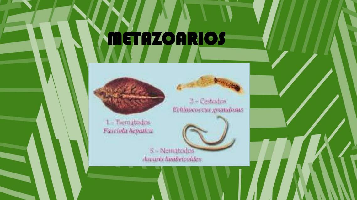 4 METAZOARIOS | Nîcôlê | uDocz
