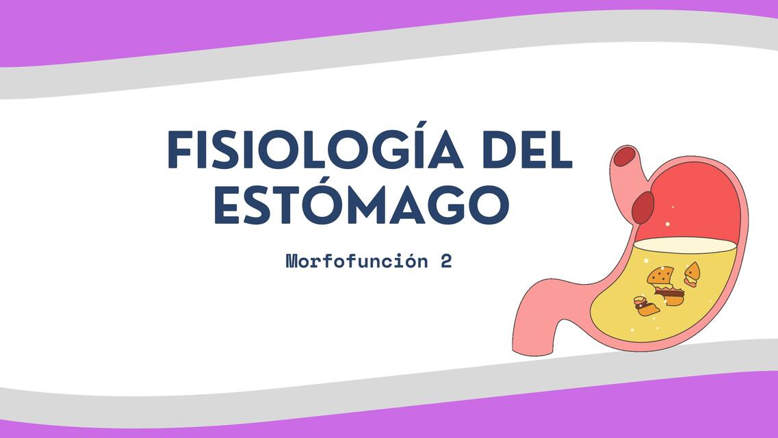 Fisiología Estomago | Salomé | uDocz