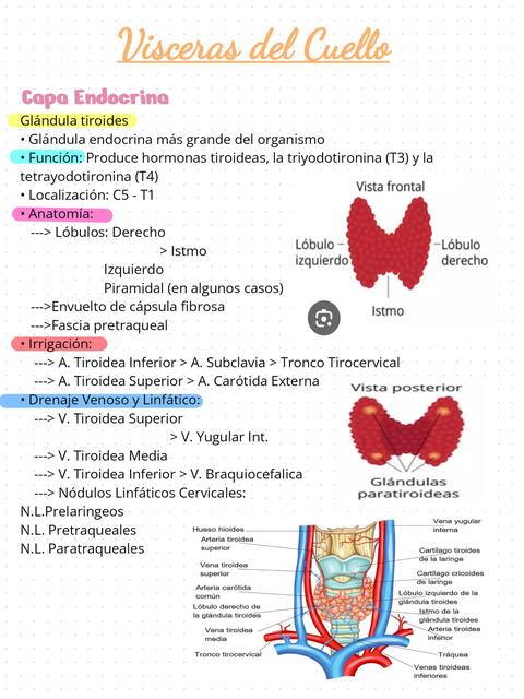 Visceras del Cuello | MedicaL_Mey | uDocz