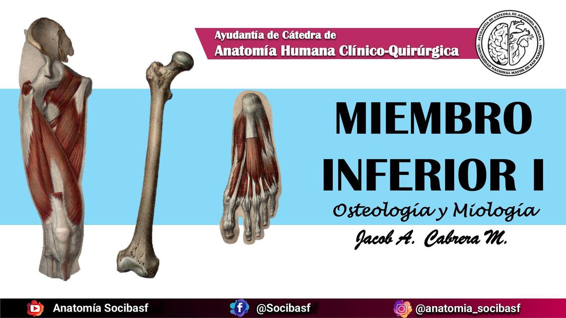 Anatomia del Miembro inferior | Rosa luz Oroche Mayta | uDocz