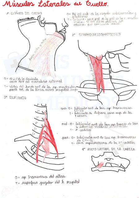 Músculos Laterales del Cuello | Dra. Mayirey Yeilet Arias Ruiz | uDocz