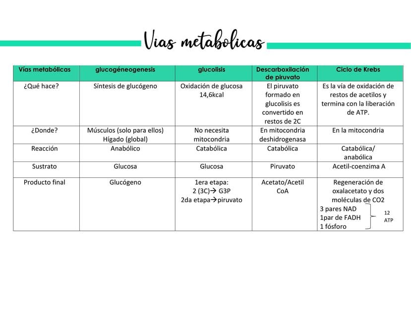 Vias metabolicas | Nutr.Study | uDocz