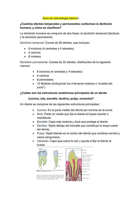 Guia basica Odont | Jackarely | uDocz