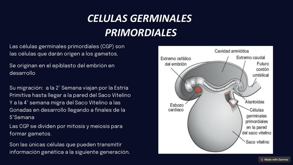 CGM | Miguel Angel Apaza Mollo | uDocz