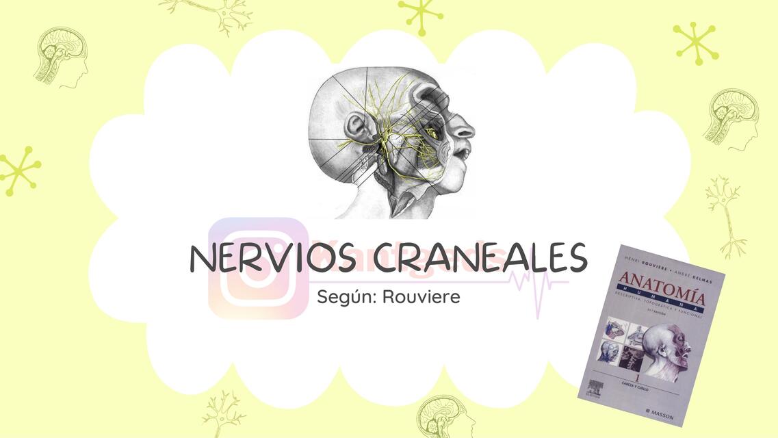 Flashcards de NERVIOS CRANEALES - KANTGEDS | Por Kant Dávila | uDocz