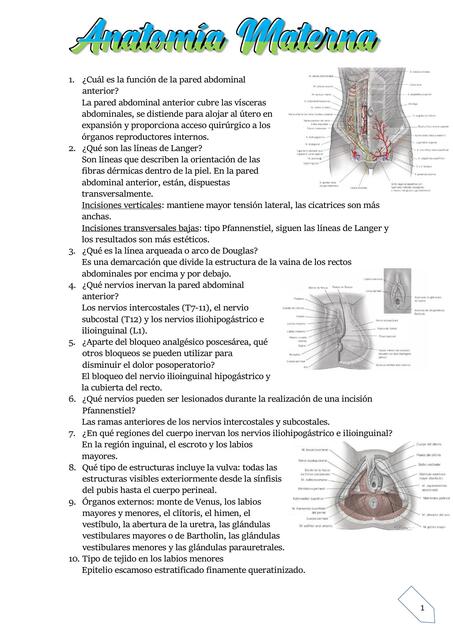 ANATOMIA MATERNA | Shery | uDocz