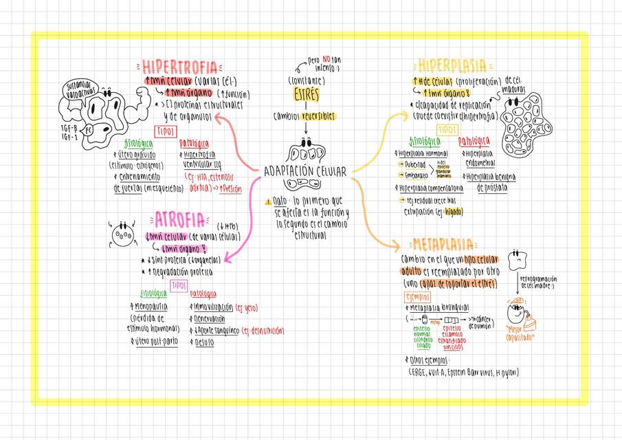 Tipos de Adaptaciones Celulares | Ximena | uDocz