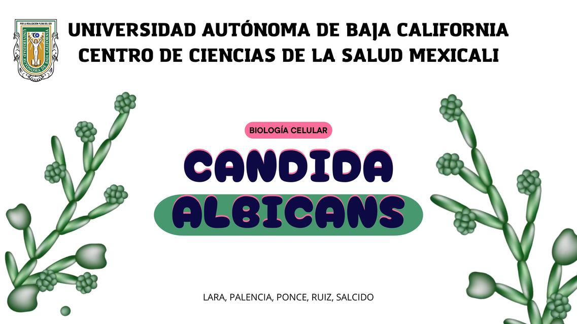 CANDIDA ALBICANS | Paloma Ponce | uDocz