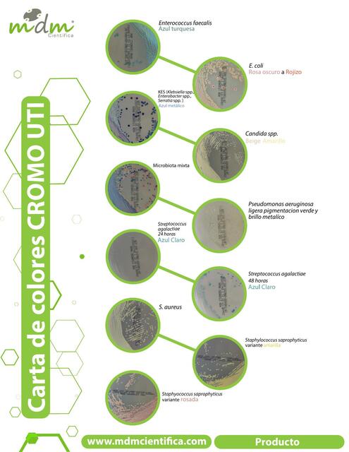 cromo agar colores | Alex Verdugo | uDocz