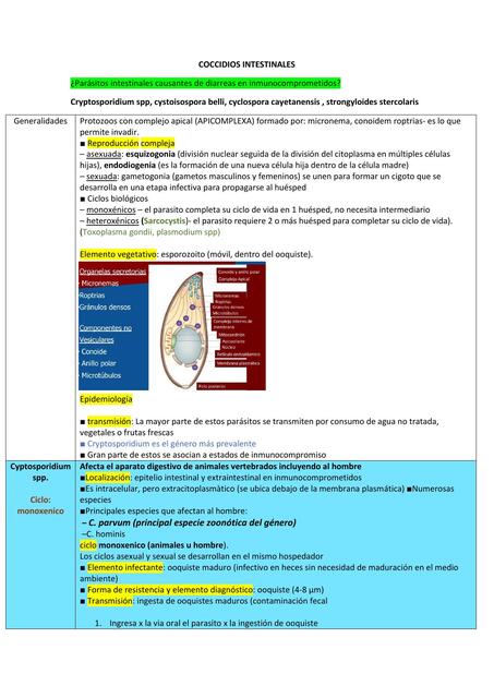 COCCIDIOS INTESTINALES | Carolina | uDocz