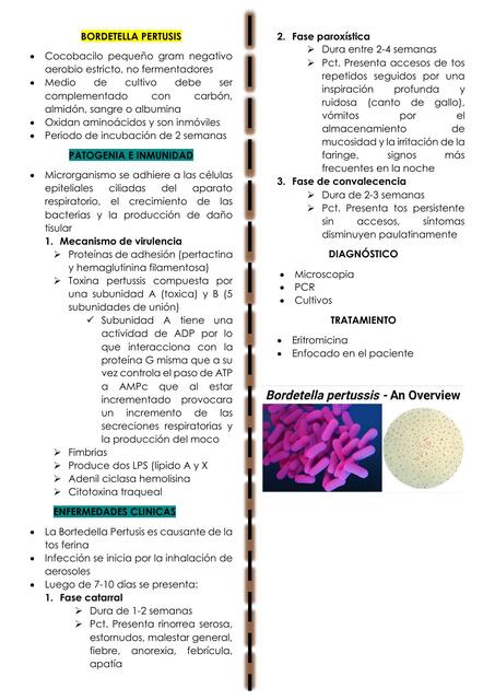 BORDETELLA PERTUSI BACTERIOLOGÍA DE MURRAY | Medicnotes | uDocz