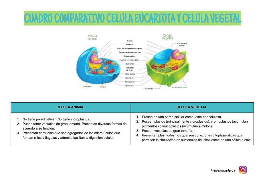 Cuadro Comparativo celula eucariota y celula vegetal | Dayana García | uDocz
