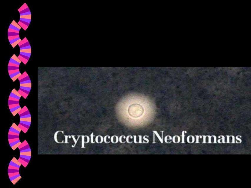 Cryptococcus | Ahmed Casana | uDocz