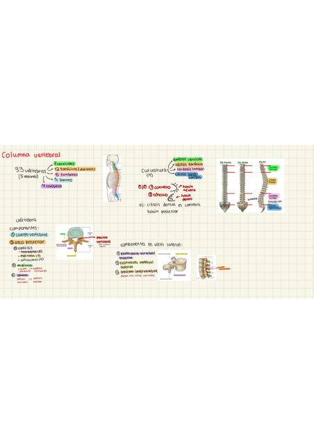 Columna Vertebral | Alexia | uDocz