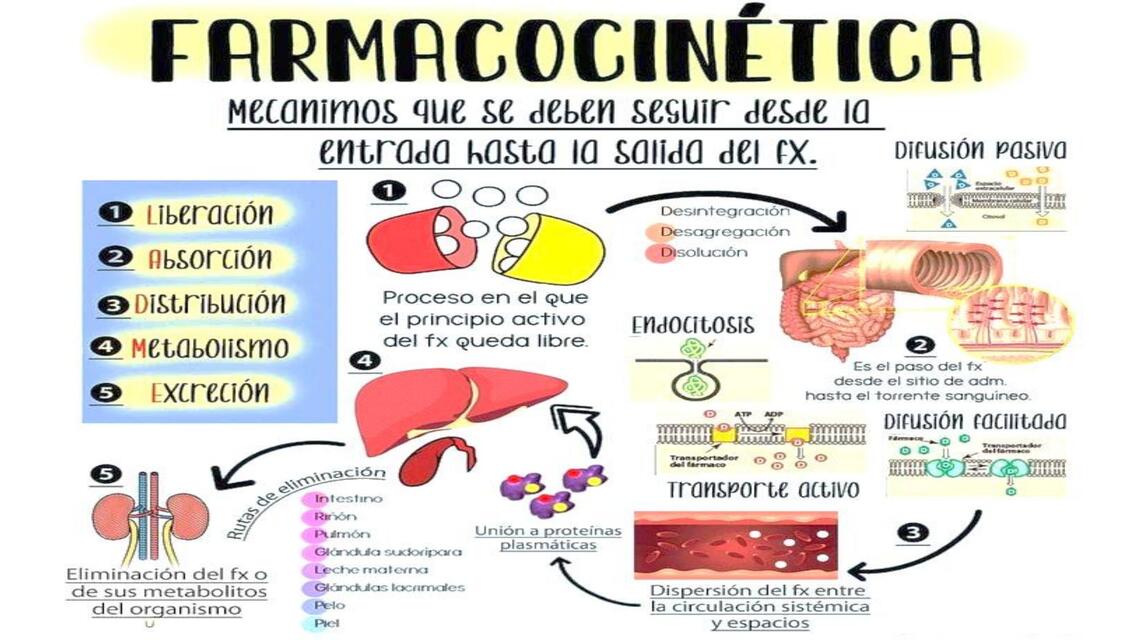 Farmacocinética mapa mental | uDocz