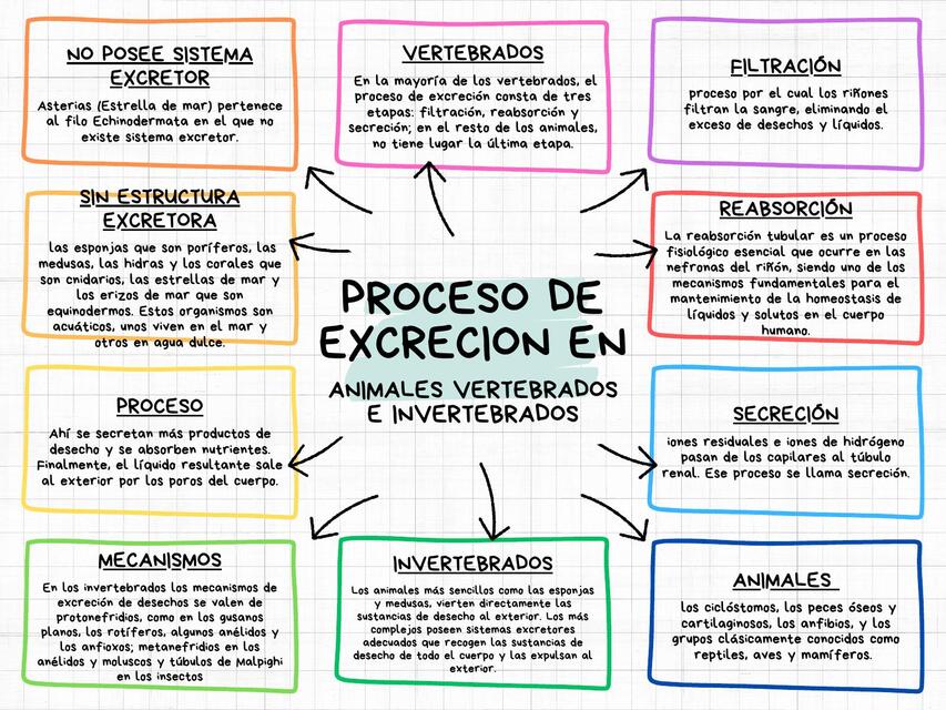 mapa mental proceso de excreción en animales vertebrados e ...