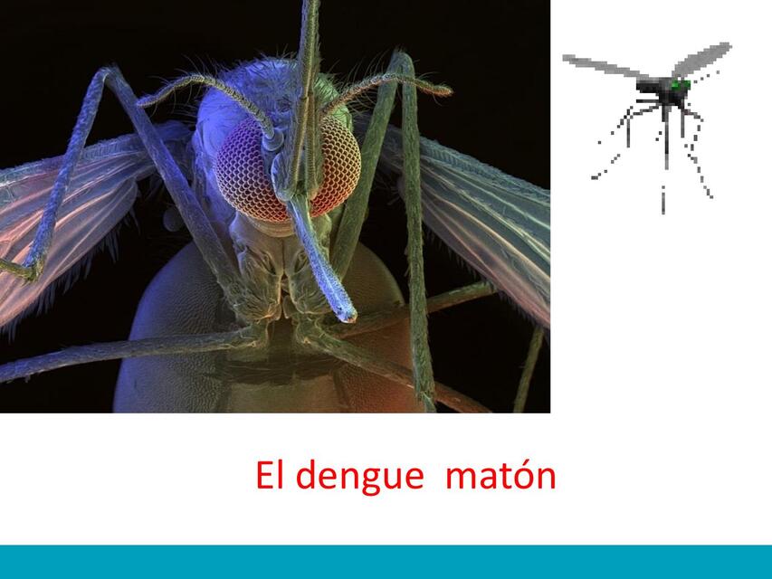 el dengue maton | Daniel | uDocz