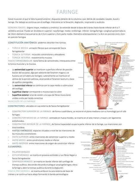 faringe y esofago | Samira. A | uDocz