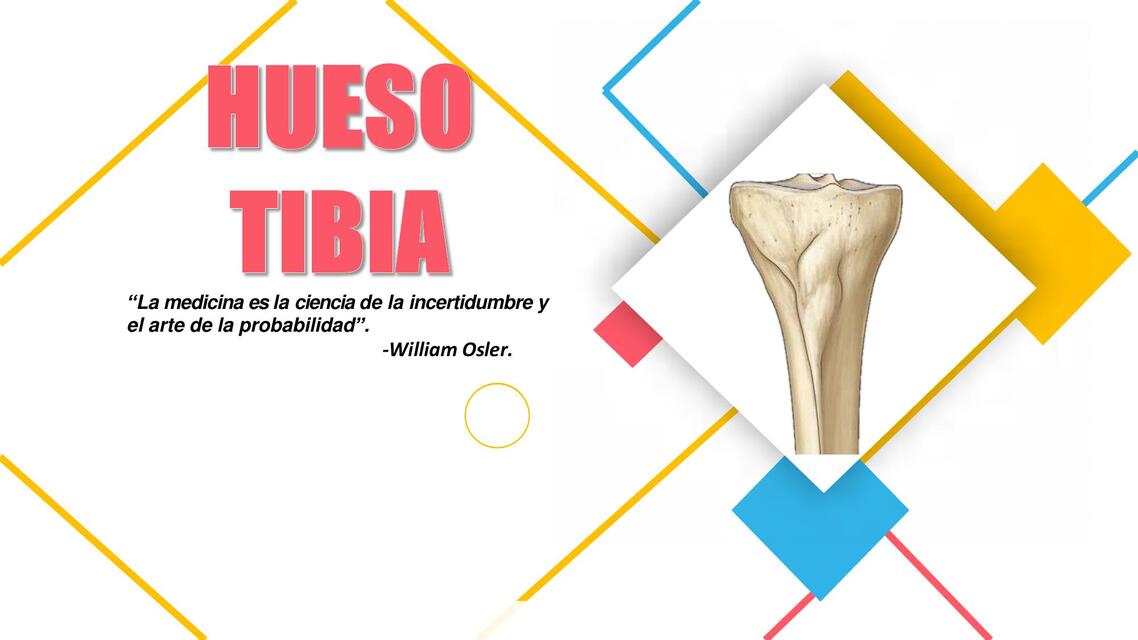 Anatomía hueso tibia | yak marri | uDocz