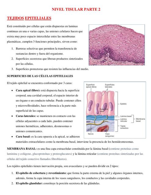 NIVEL TISULAR PARTE 2 | Inge Vizuete | uDocz