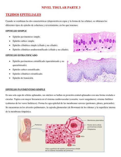 NIVEL TISULAR PARTE 3 | Inge Vizuete | uDocz