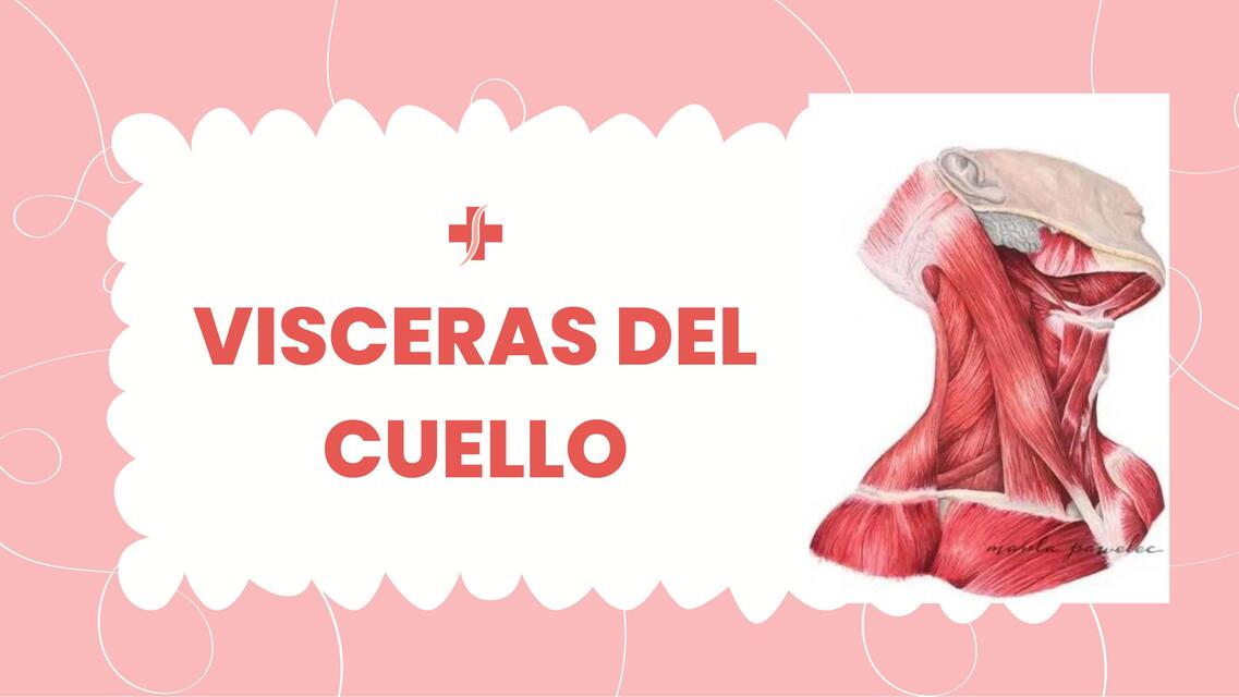 Vísceras del cuello | Shirley Dayana Rueda Moncada | uDocz