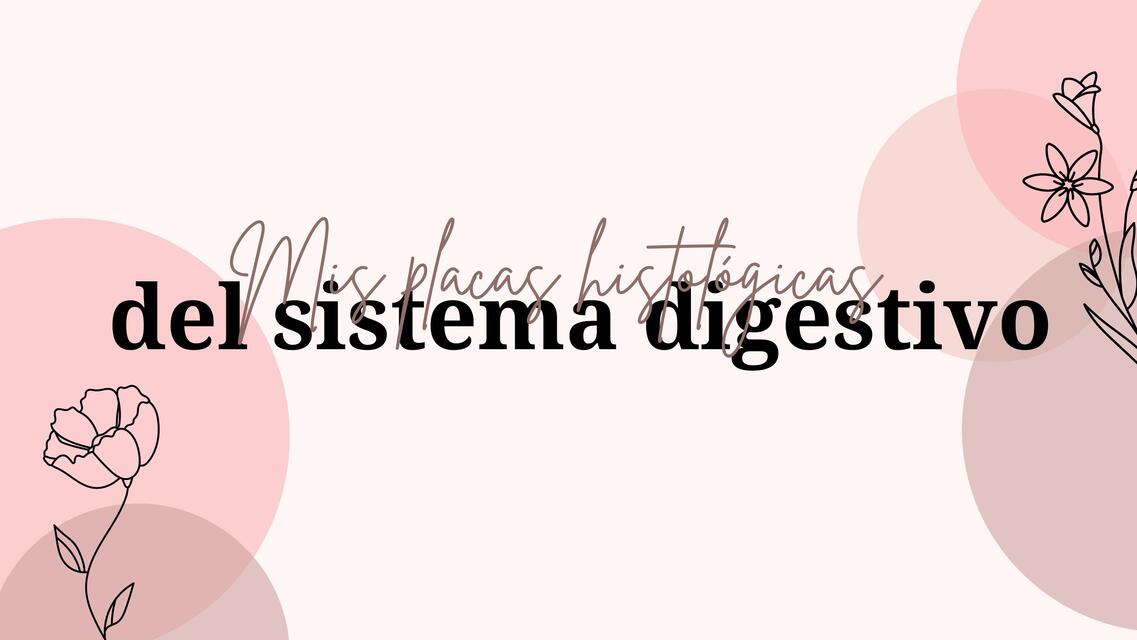 Flashcards de "histología" placas | Por Shirley Dayana Rueda Moncada | uDocz