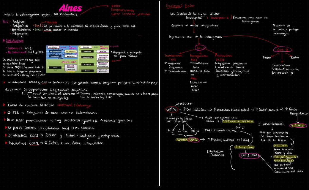 Aines | Andrea Cubas | uDocz